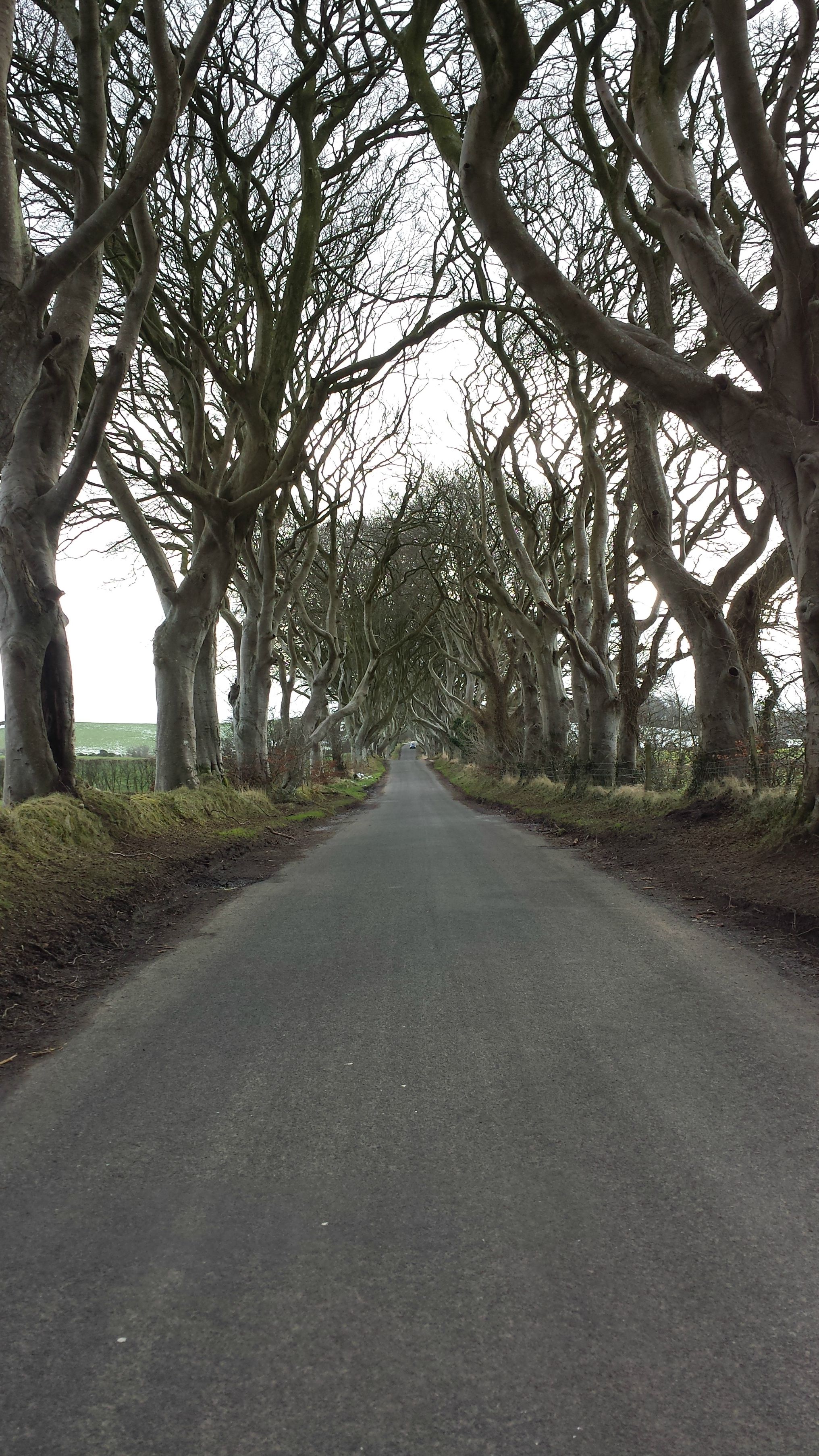Game of Thrones Filming Location: The Dark Hedges- C.D. Gill